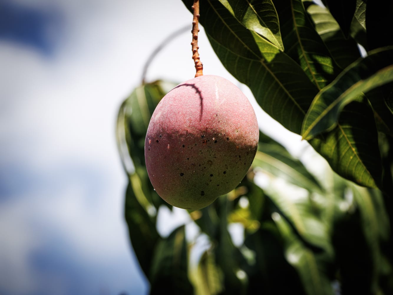 Guerrero se consolida como el primer productor de mango en México